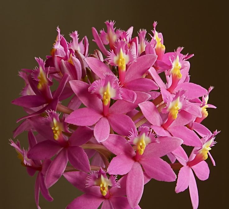 Epidendrums | San Fernando Valley Orchid Society