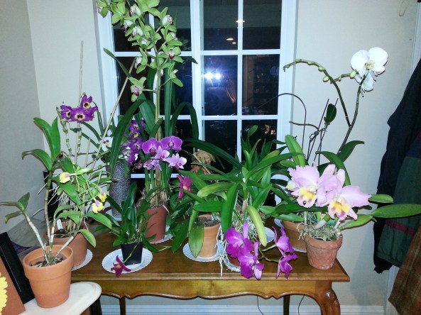 Window Orchid Display Table Example | San Fernando Valley Orchid Society